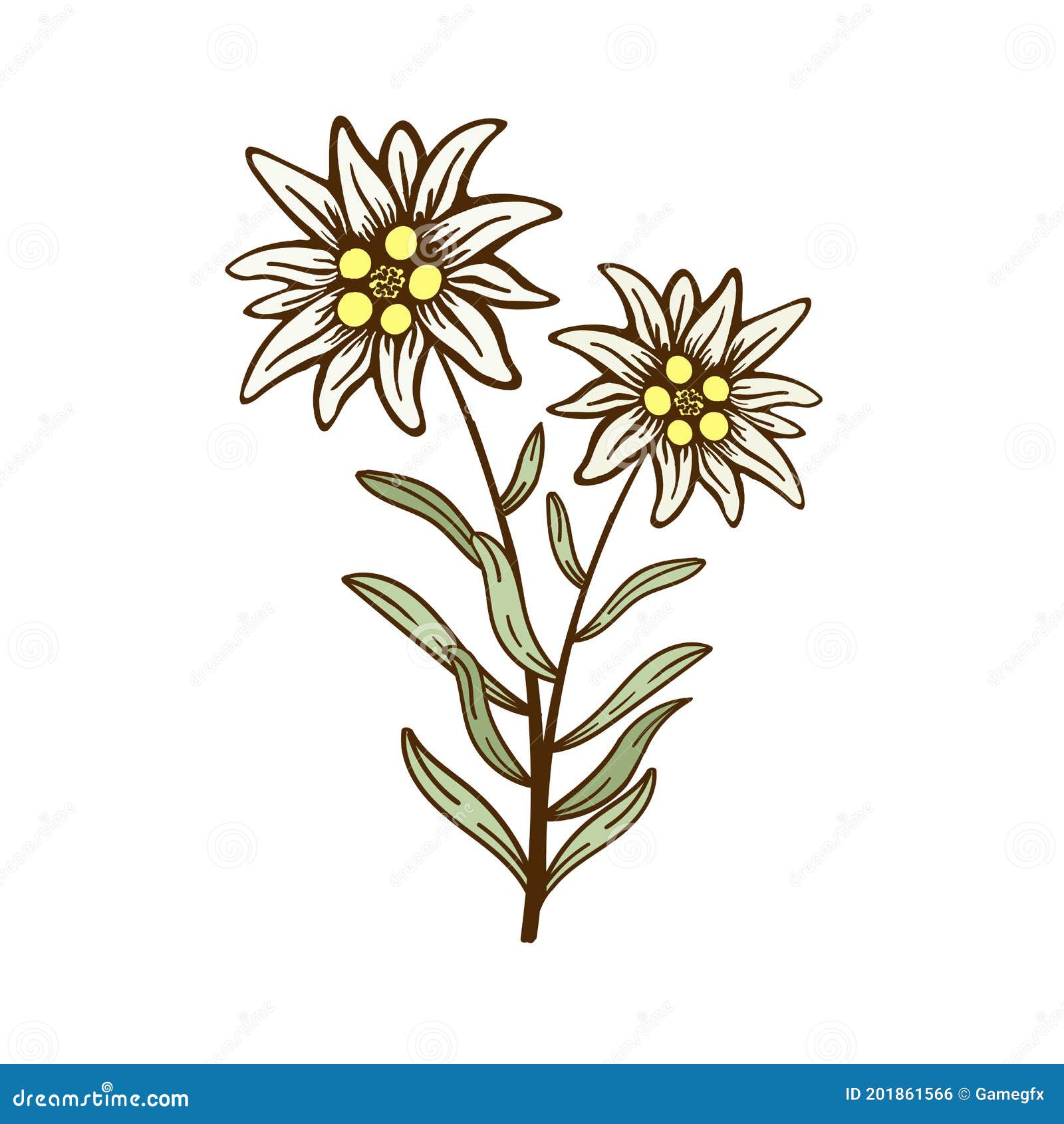 Edelweiss Alpine Oktoberfest Vintage Tyrolean Cartoon Vector ...