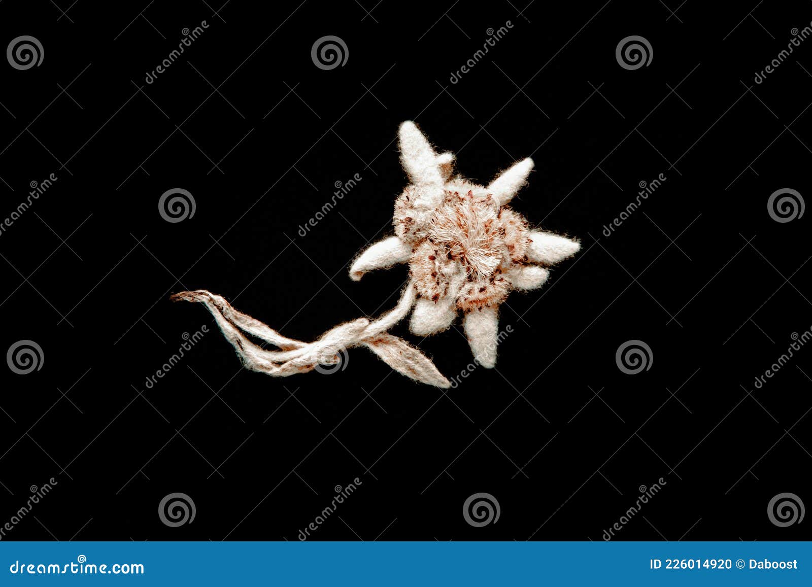 Edelweiss Flower Isolated on Black Background Stock Photo - Image of ...