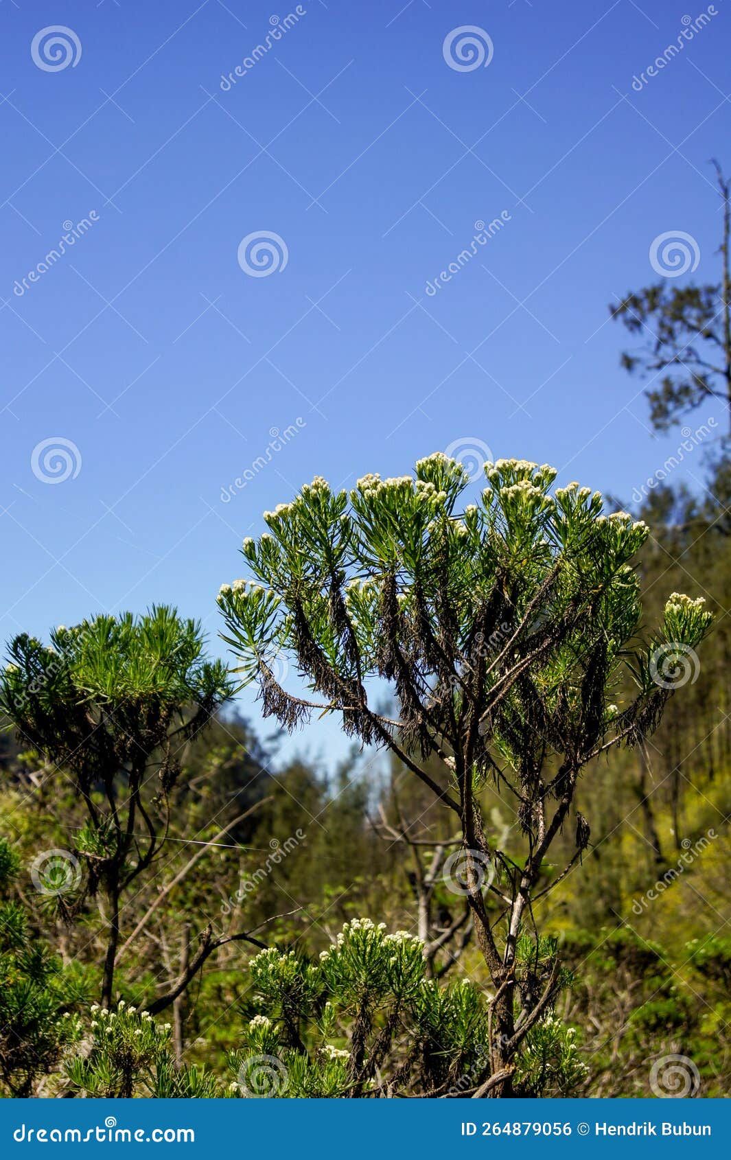 Edelweiss Flower on Mount Semeru Indonesia Stock Photo - Image of ...