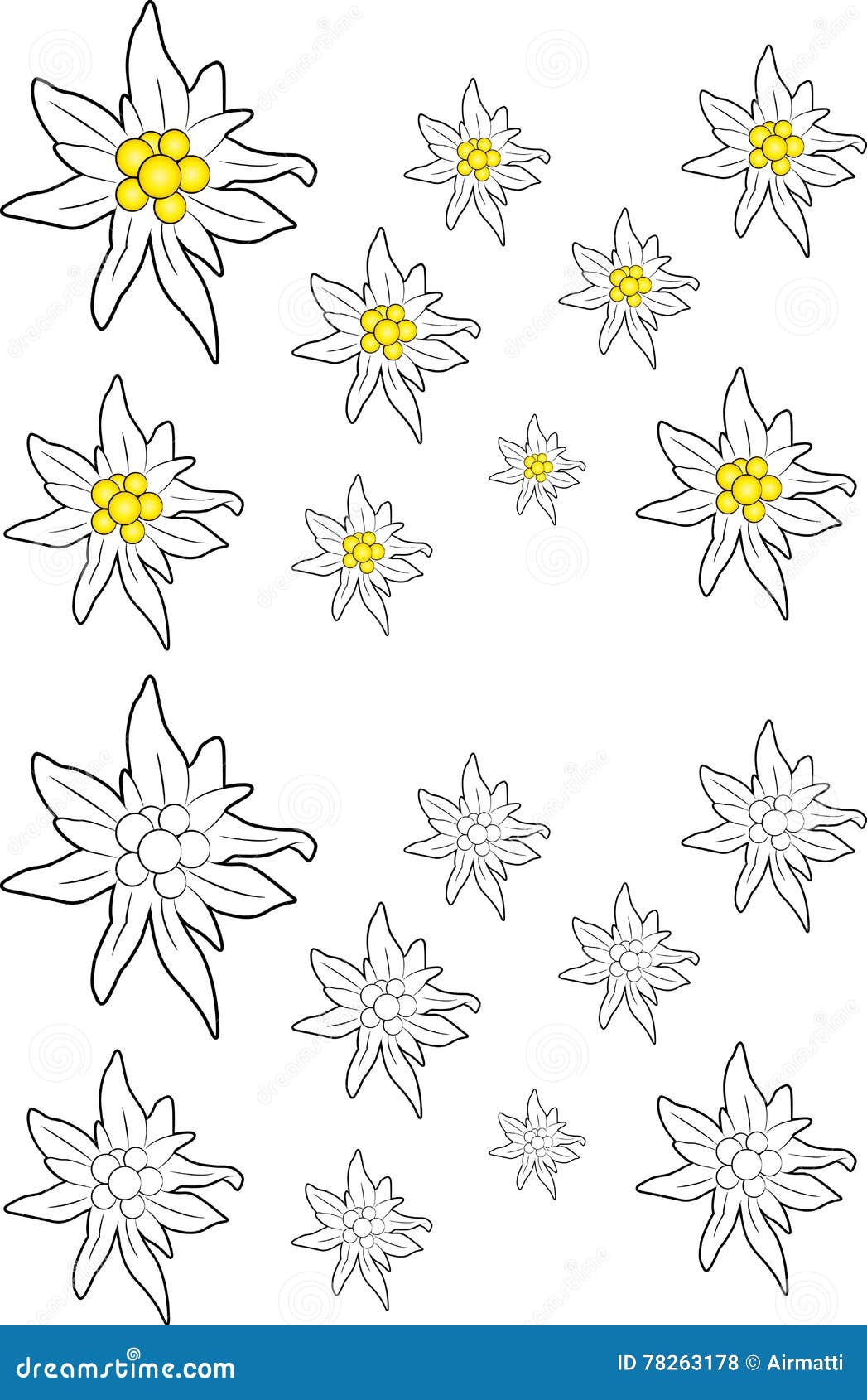 Edelweiss flower set stock vector. Illustration of floral - 78263178