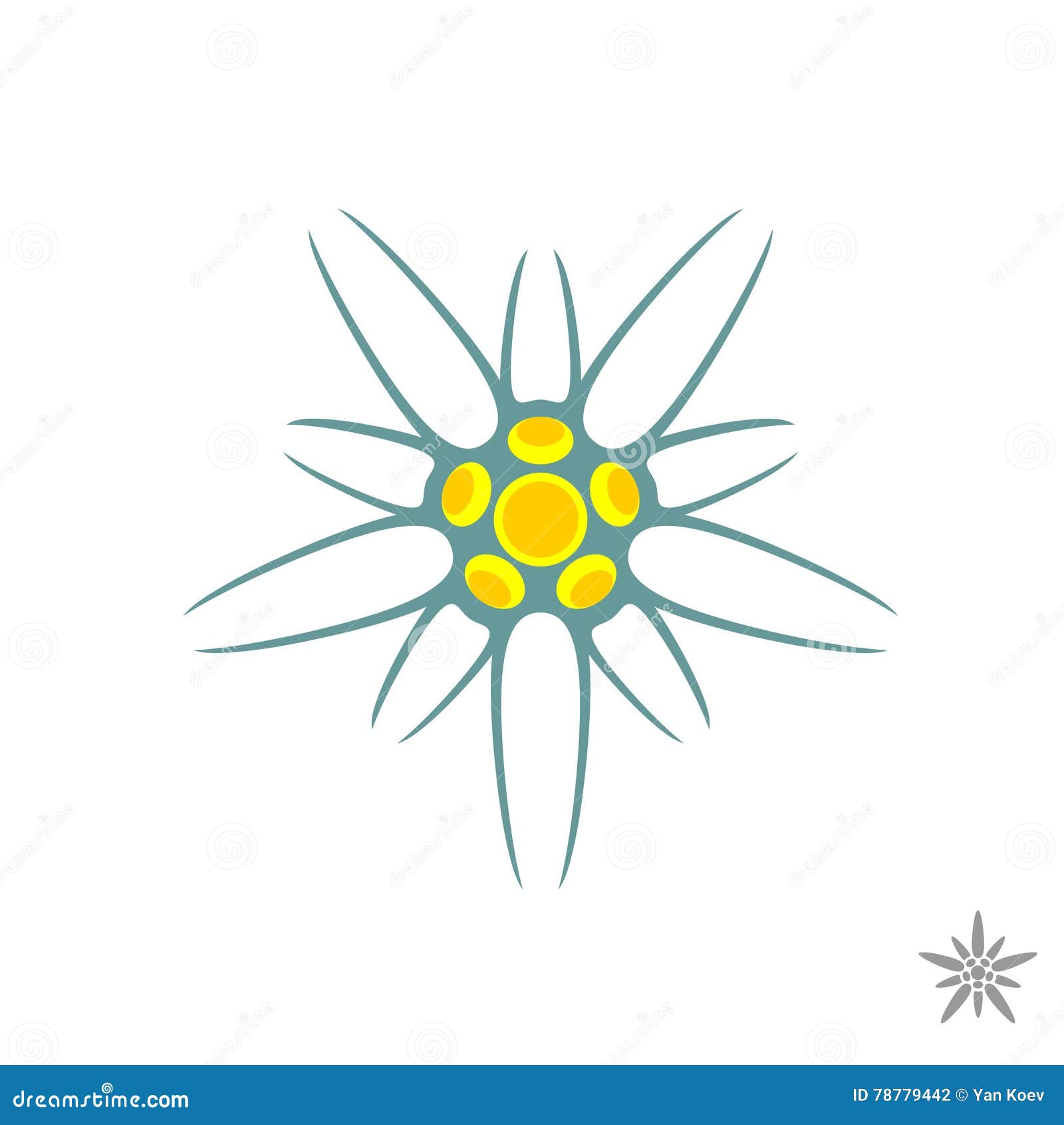 Simple Edelweiss Stock Illustrations – 45 Simple Edelweiss Stock ...