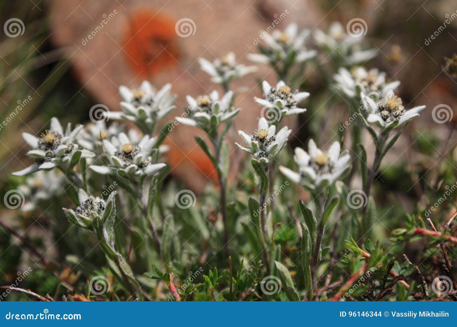 Edelweiss 171 stock photo. Image of plant, famous, macro - 96146344
