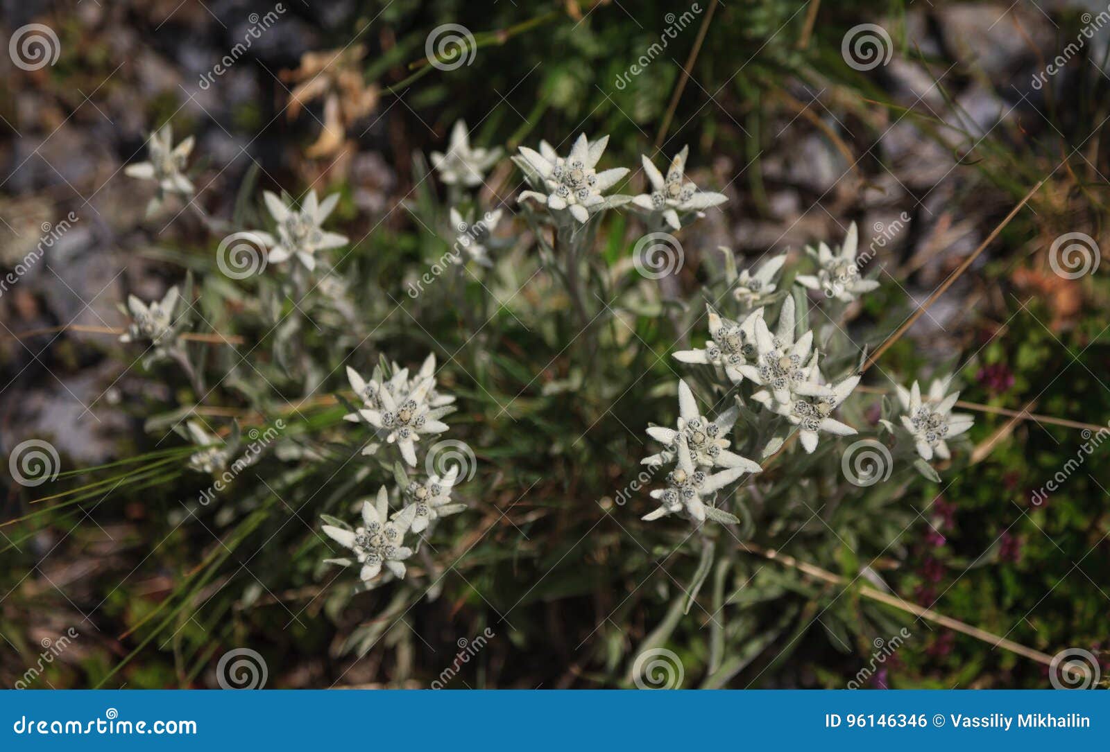 Edelweiss 172 stock photo. Image of mountain, edelweiss - 96146346