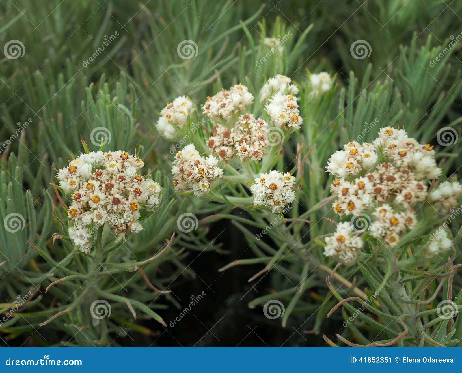 Edelweiss flower stock image. Image of nature, bush, sumatra - 41852351