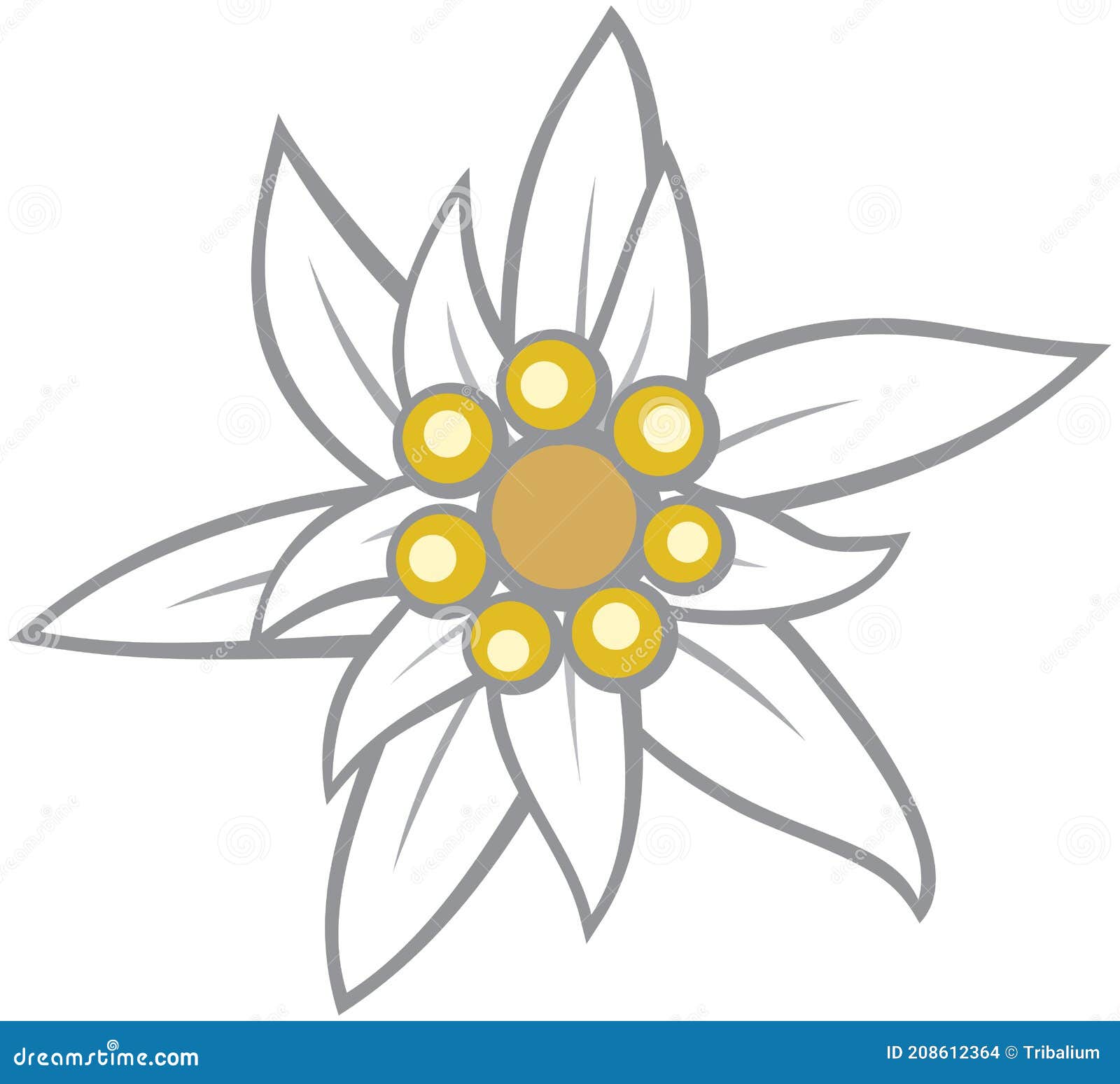 Edelweiss Flower Vector Illustration Stock Vector - Illustration of ...
