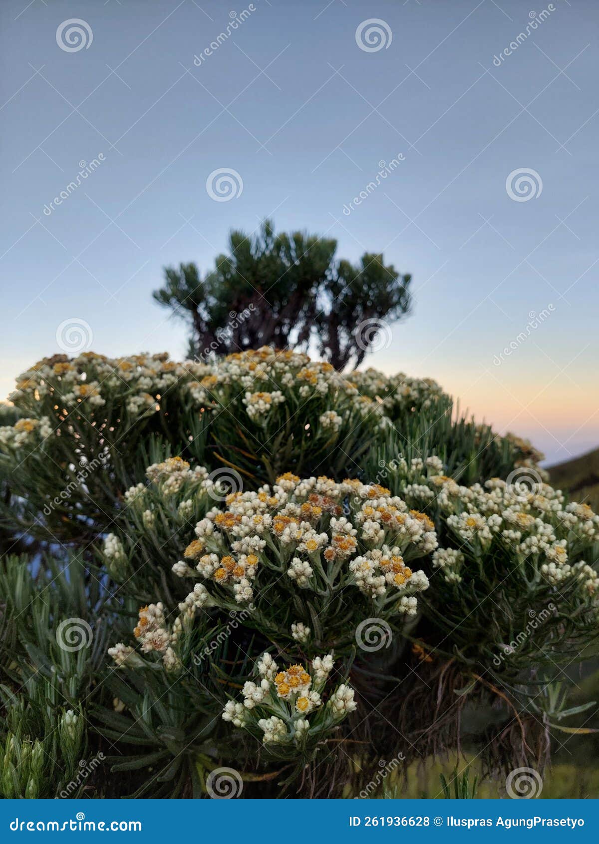 Edelweiss Flowers that are Blooming on Mount Merbabu, Java Island Stock ...