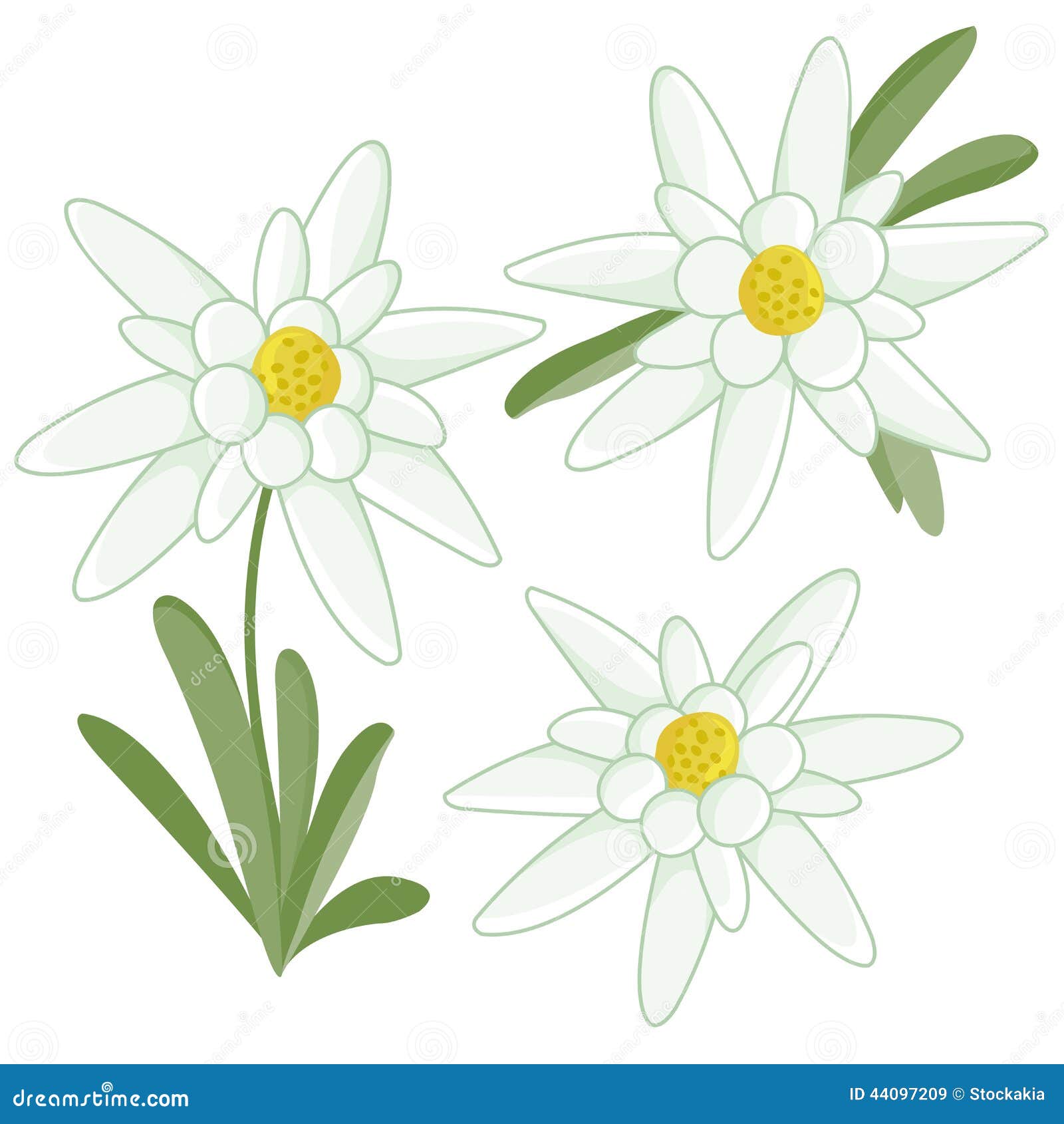 Edelweiss Flowers In Alpine Landscape - Leontopodium Alpinum Stock ...