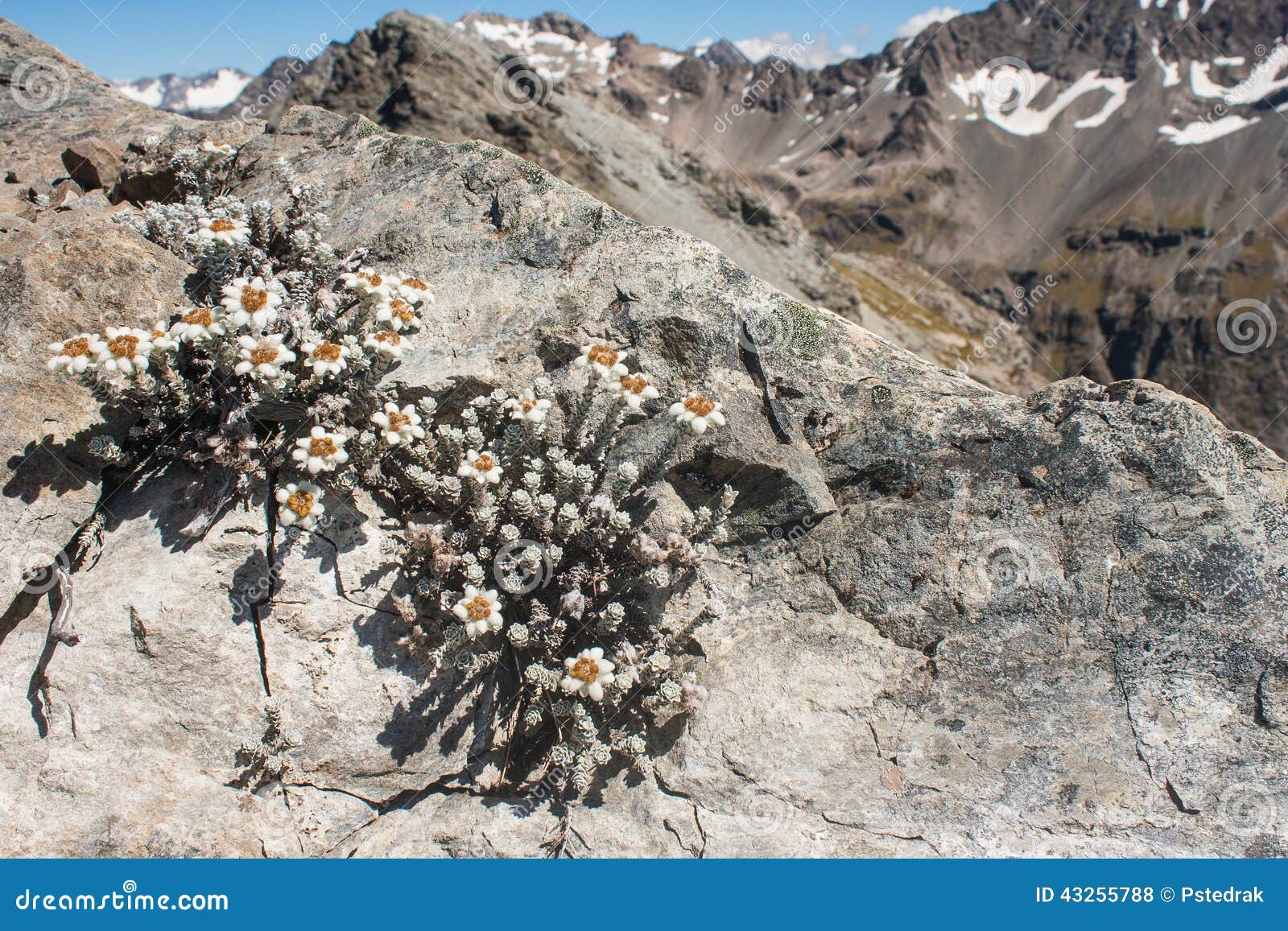 Edelweiss growing on rock stock photo. Image of zealand - 43255788