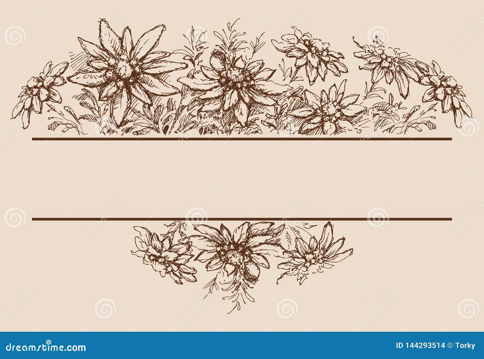Edelweiss Hand Drawn Borders Stock Vector - Illustration of foliage ...