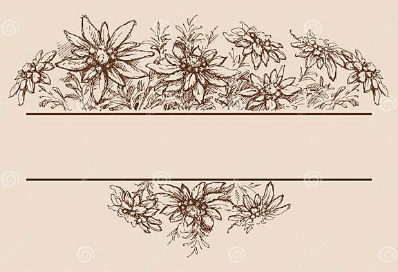Edelweiss Hand Drawn Borders Stock Vector - Illustration of foliage ...