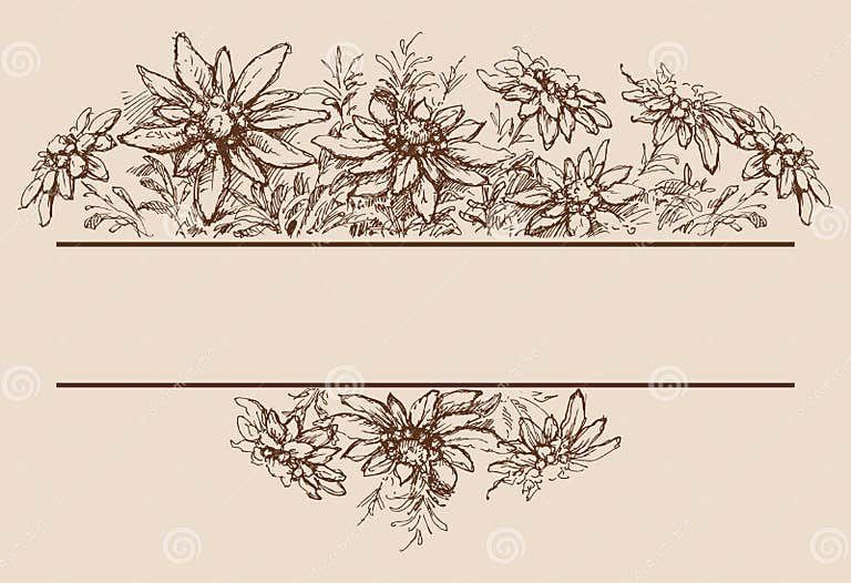 Edelweiss Hand Drawn Borders Stock Vector - Illustration of foliage ...
