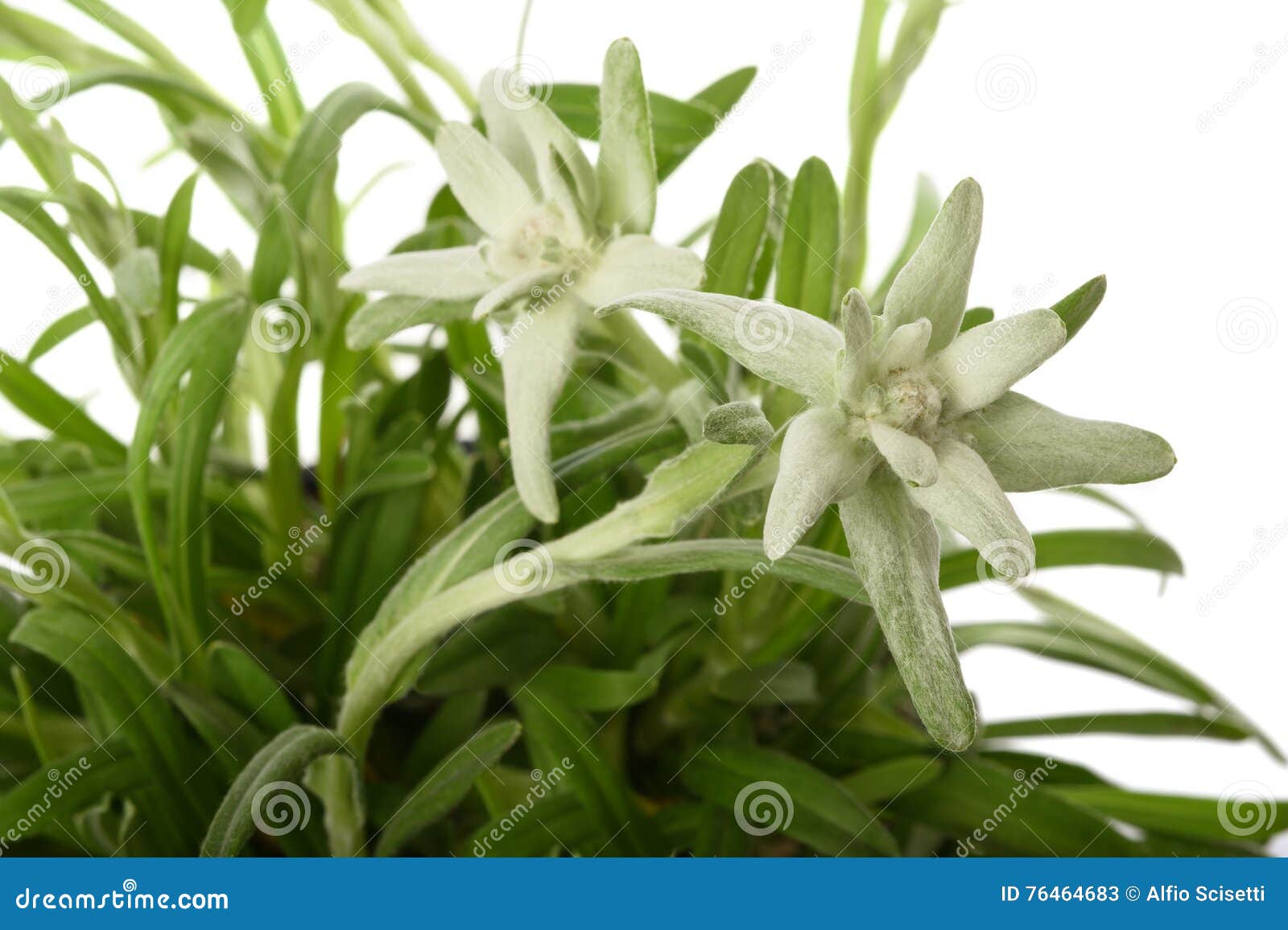 Edelweiss stock image. Image of natural, wildflower, herbs - 76464683