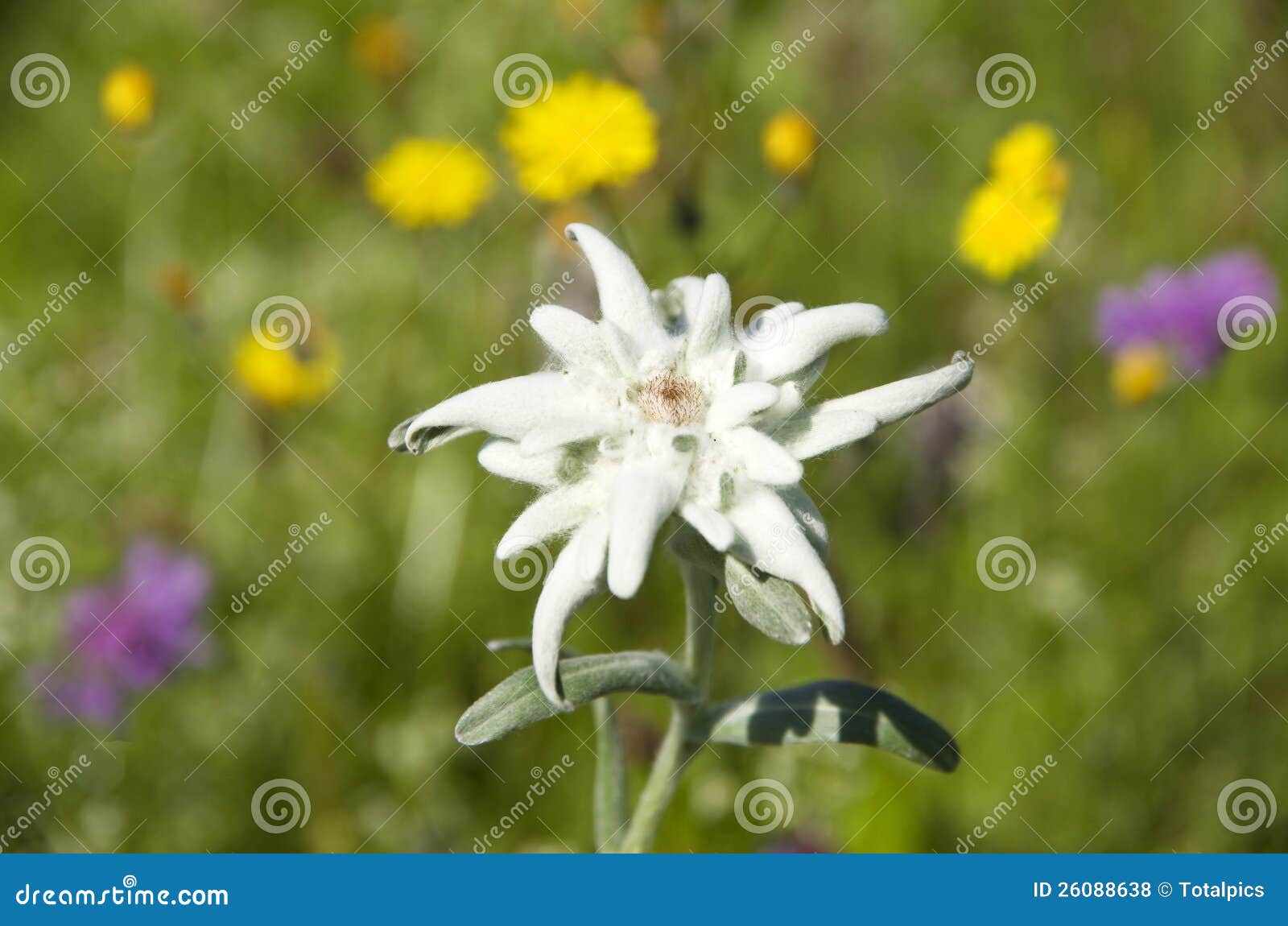 Edelweiss Leontopodium Alpinum Stock Photo - Image of alps, flower ...