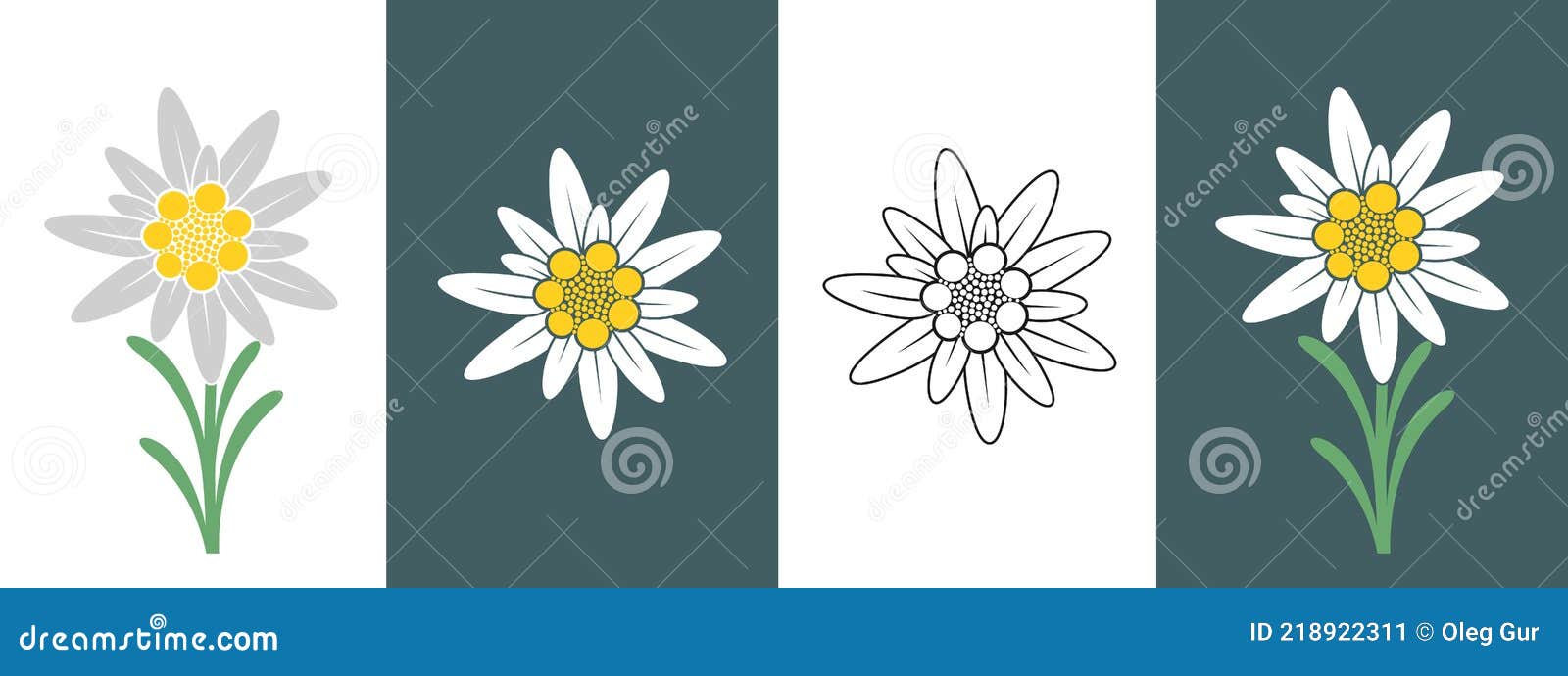 Edelweiss Logo. Isolated Edelweiss On White Background Cartoon Vector ...