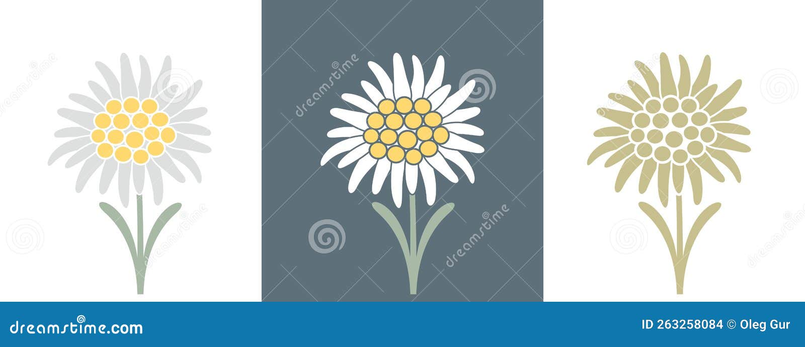 Edelweiss Logo. Isolated Edelweiss on White Background Stock Vector ...