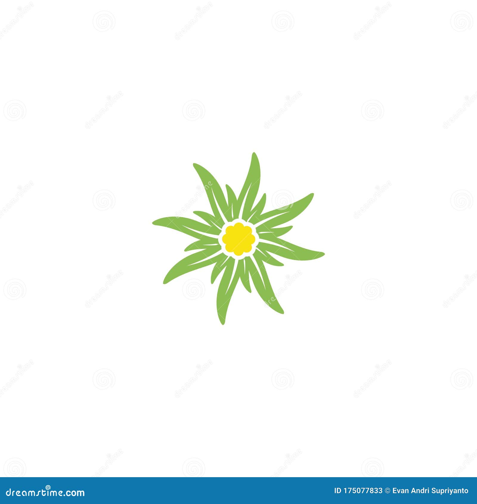 Edelweiss Logo Template Vector Stock Illustration - Illustration of ...