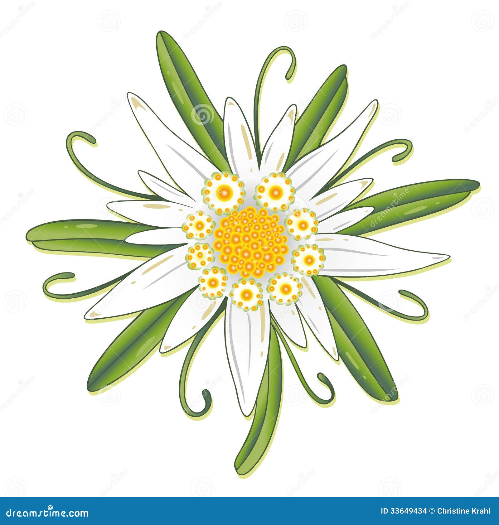 Edelweiss, Oktoberfest illustration de vecteur. Illustration du ...