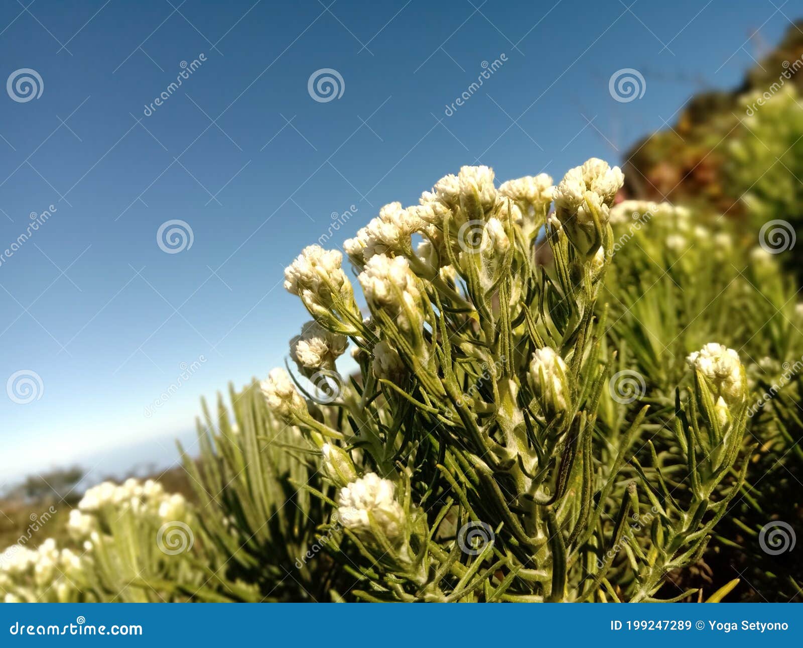 Beautiful Edelweiss in Lawu Mountain Indonesia Stock Image - Image of ...