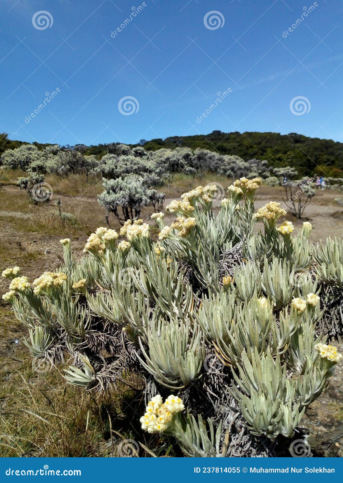 Edelweiss& X27;s Flowers, Gede-Pangrango Mountain, West Java, Indonesia ...