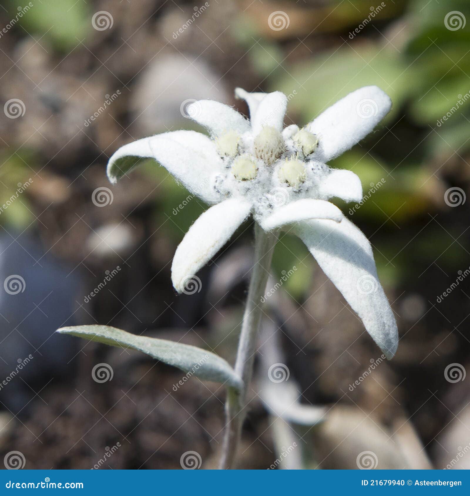 Edelweiss in the Swiss Alps Stock Photo - Image of white, switzerland ...