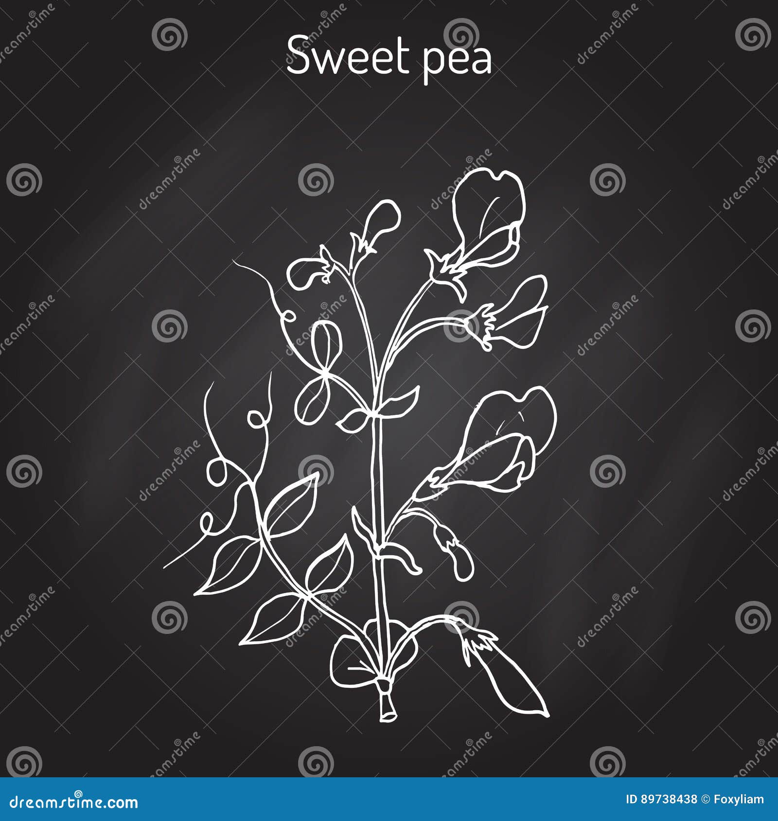 Edelwicke Lathyrus Odoratus Vektor Abbildung - Illustration von ...