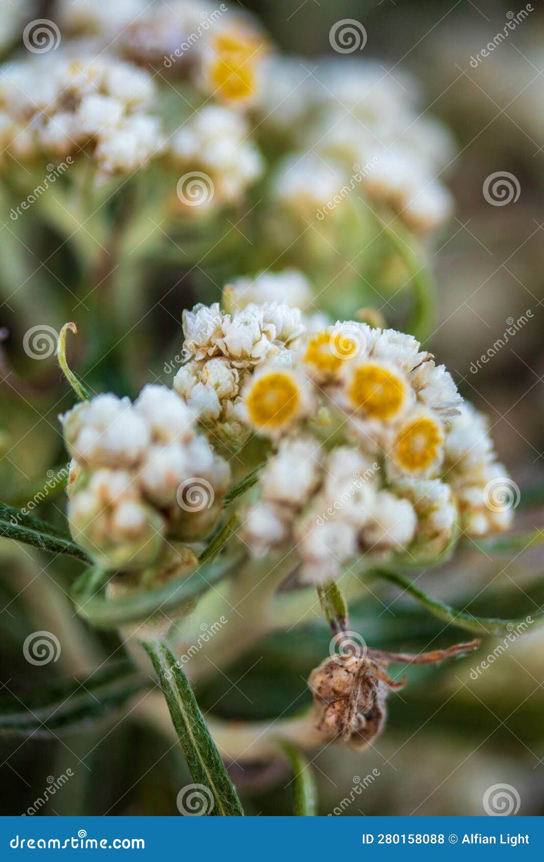 Edelwiess java stock photo. Image of green, java, flower - 280158088