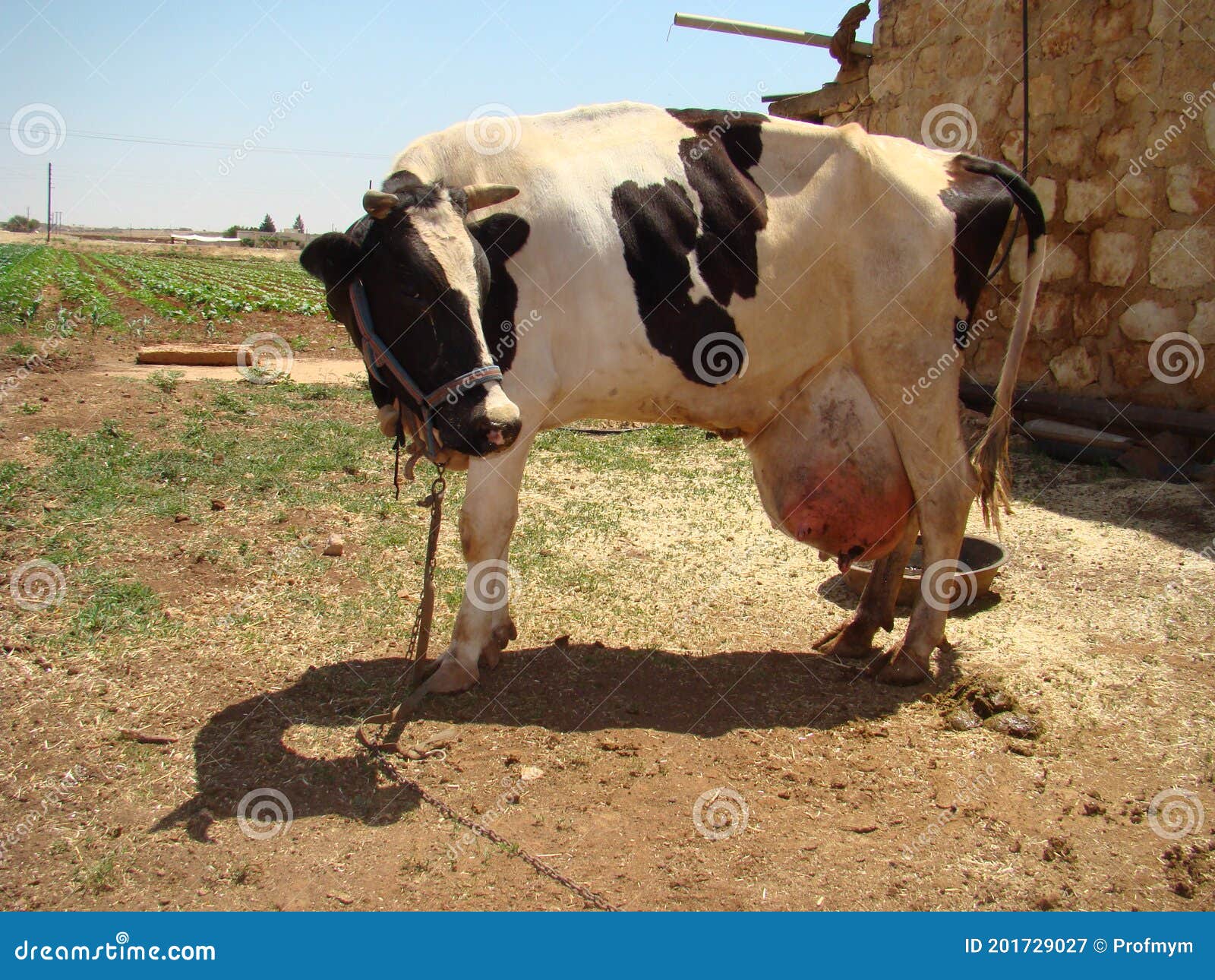 Edema After Birth Physiological Edema Of Pregnancy Udder Of The Nanny Goat Edema But It