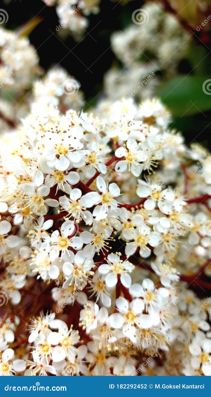 Eden flower sweet stock photo. Image of branch, wildflower - 182292452