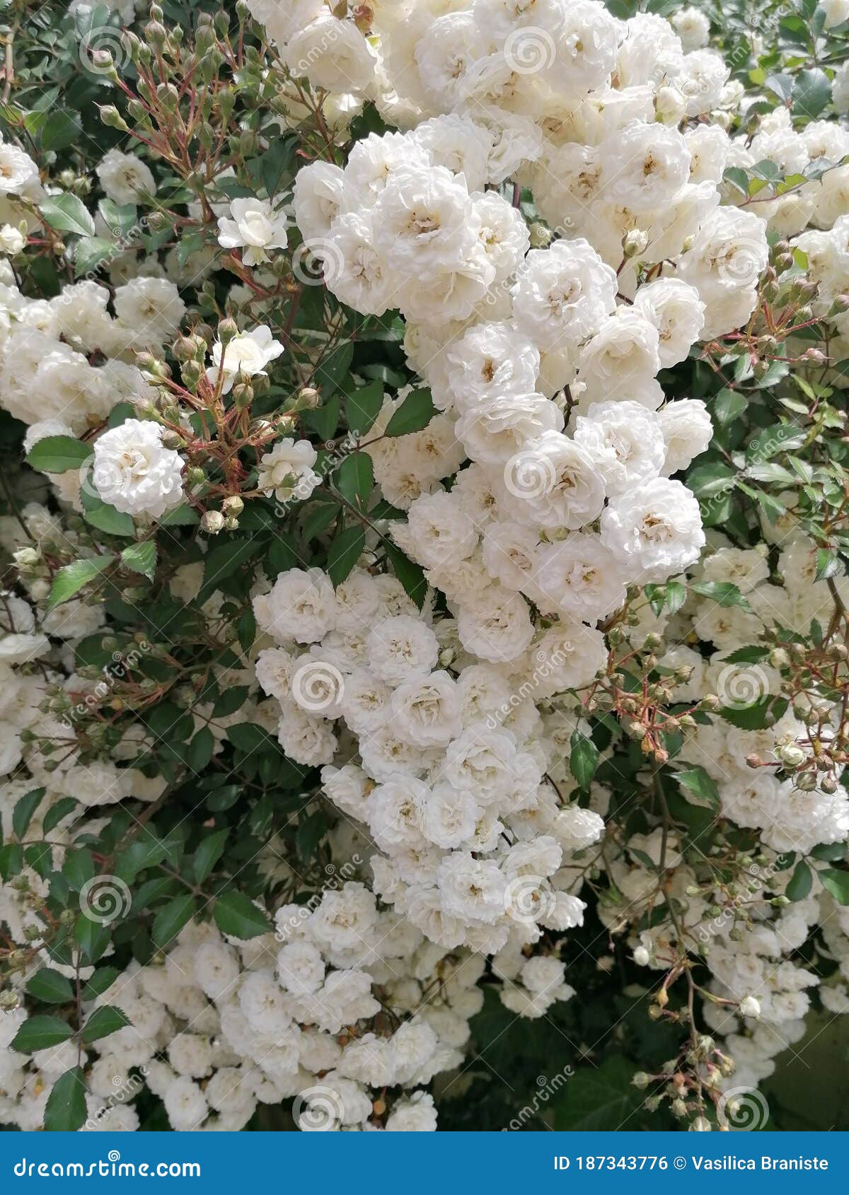 Eden rose stock photo. Image of trees, gardens, little - 187343776