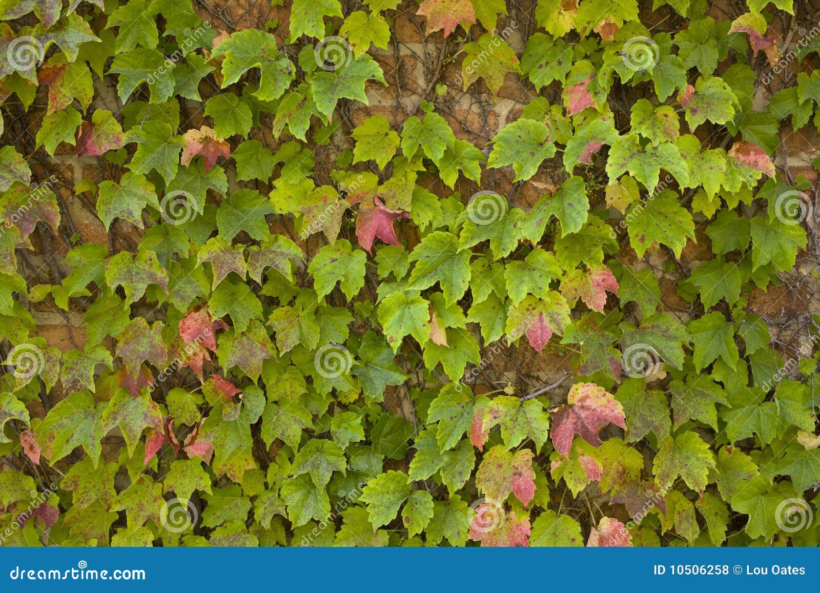 Edera fotografia stock. Immagine di vite, parete, foglio - 10506258