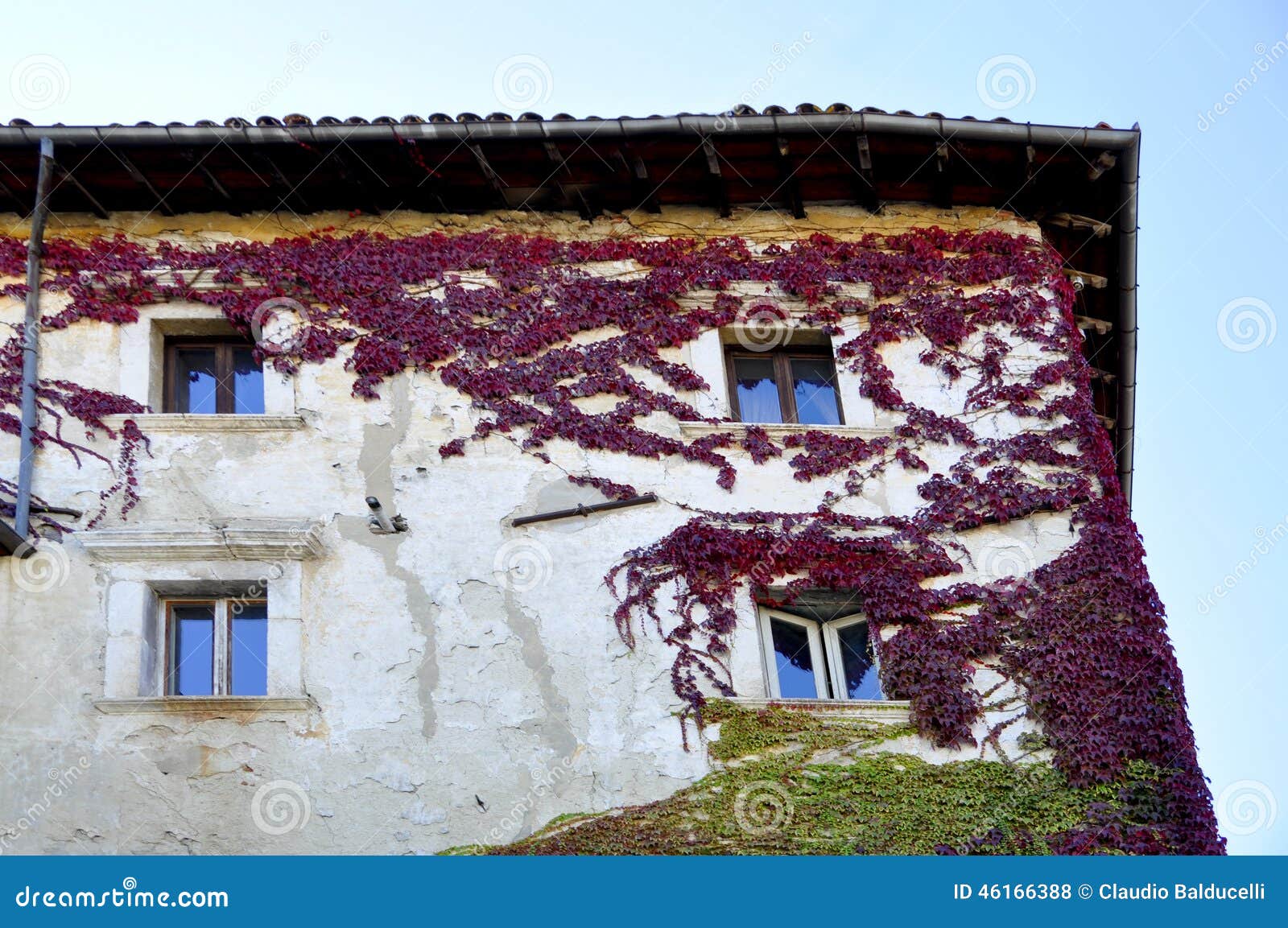 Edera Colorata Sulla Facciata Fotografia Stock - Immagine di ...