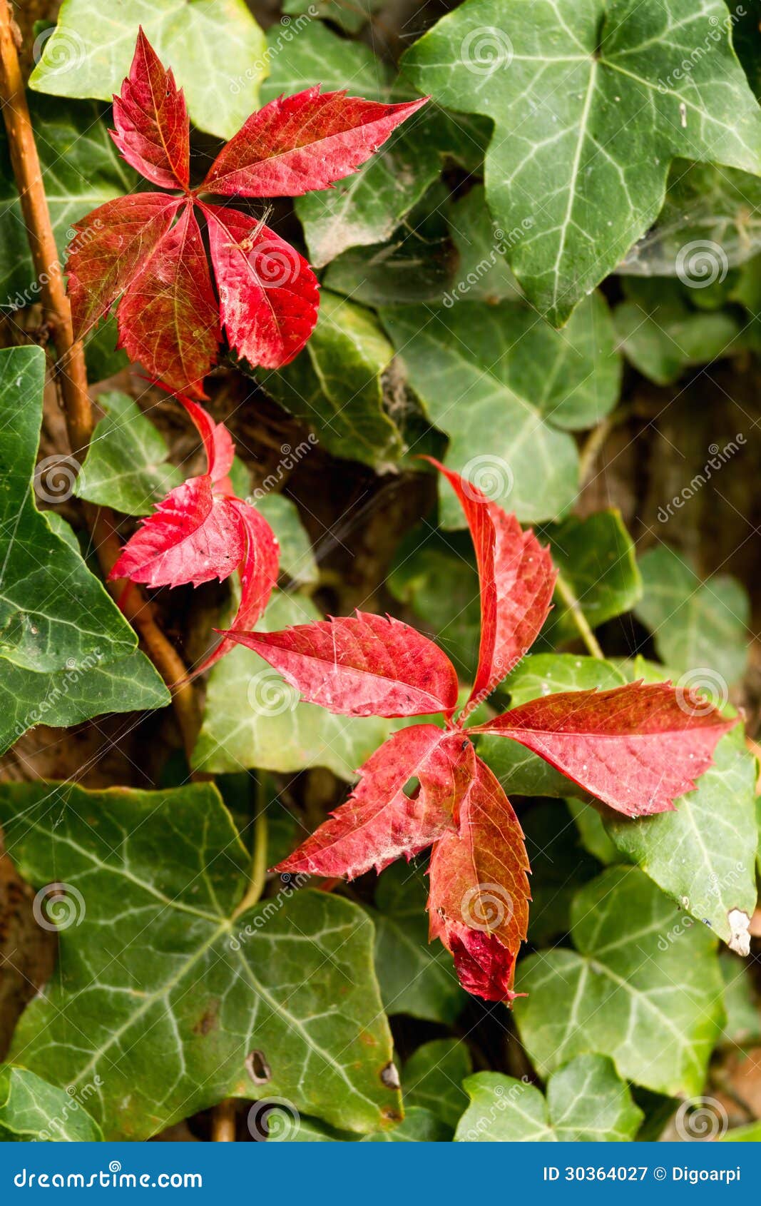 Edera comune immagine stock. Immagine di modello, elica - 30364027