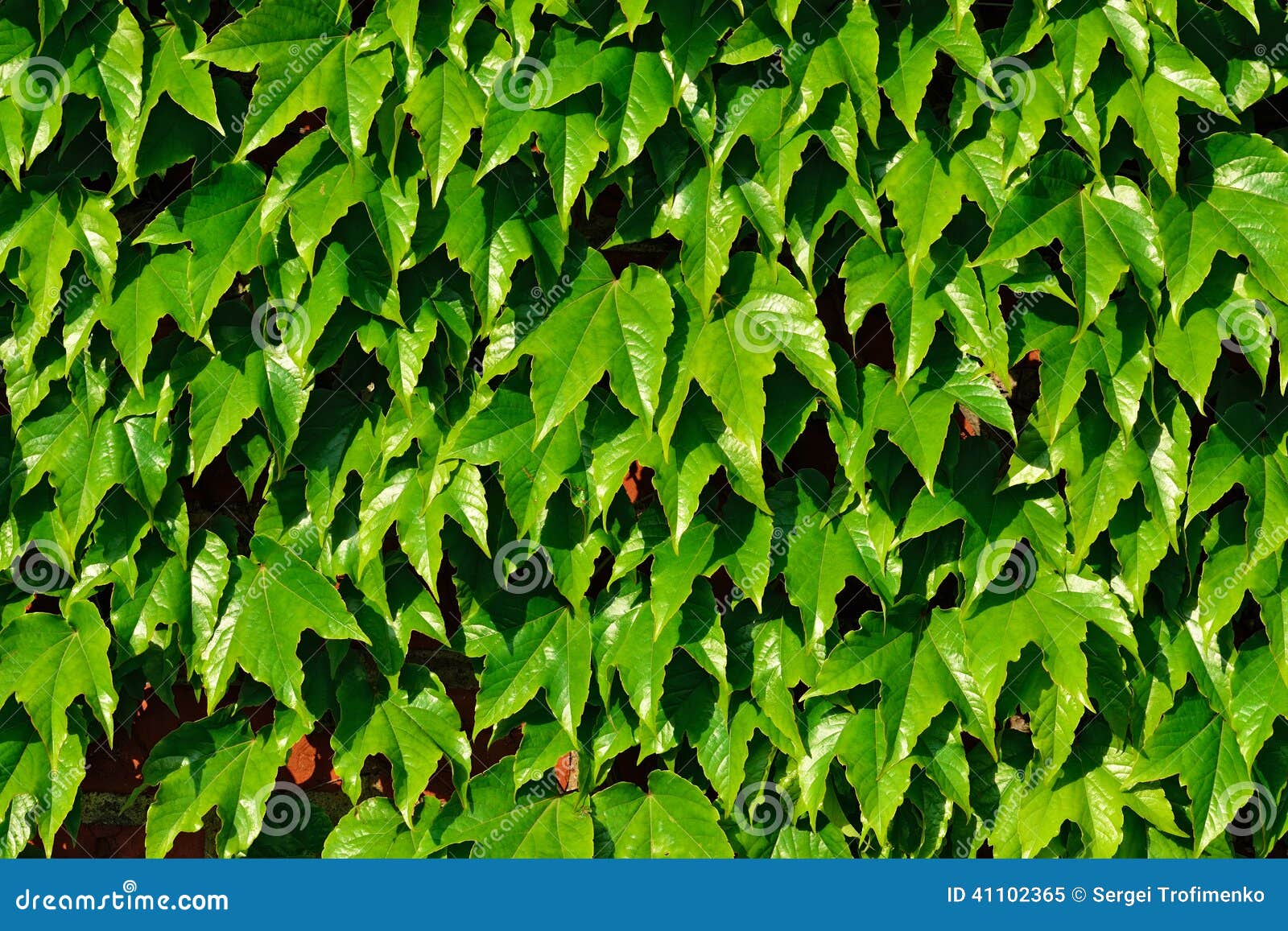 Edera Comune (hedera Helix) Su Un Muro Di Mattoni Immagine Stock ...