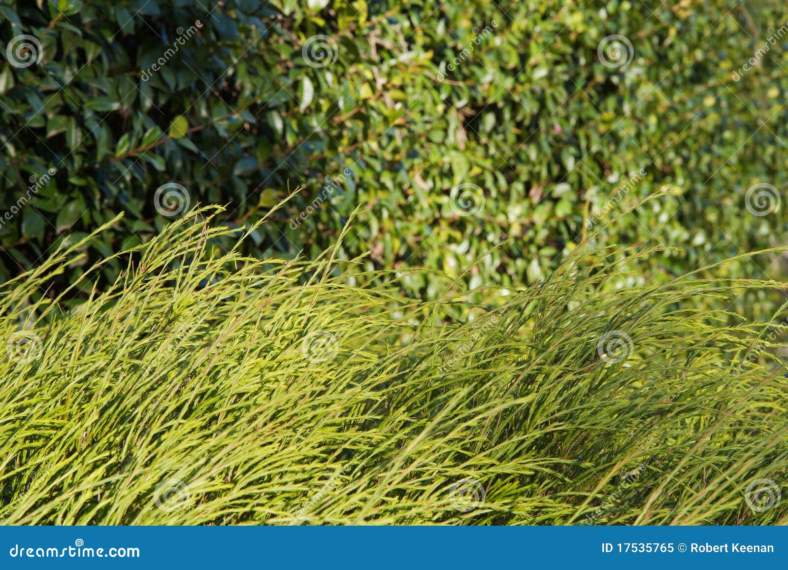 Edera dell'erba del vento immagine stock. Immagine di aperto - 17535765