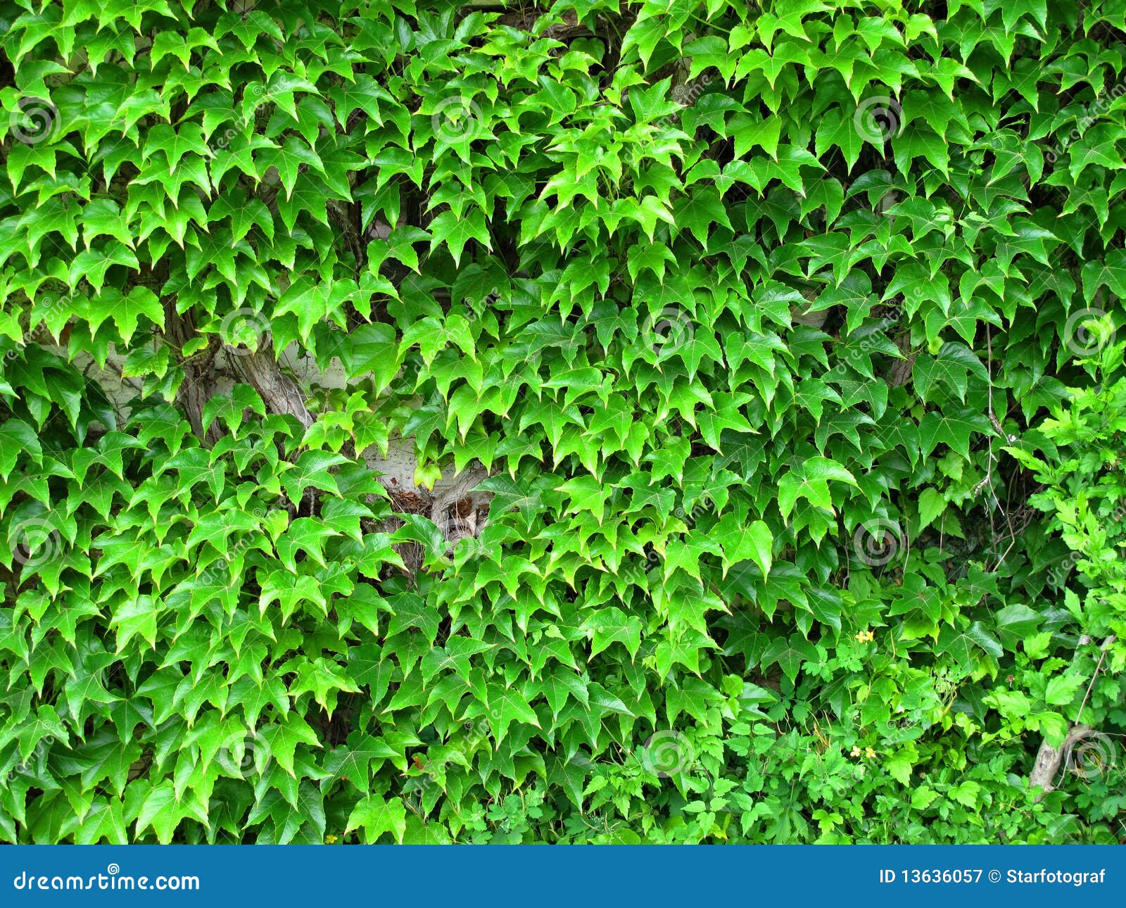 Edera rampicante immagine stock. Immagine di edera, botanica - 13636057