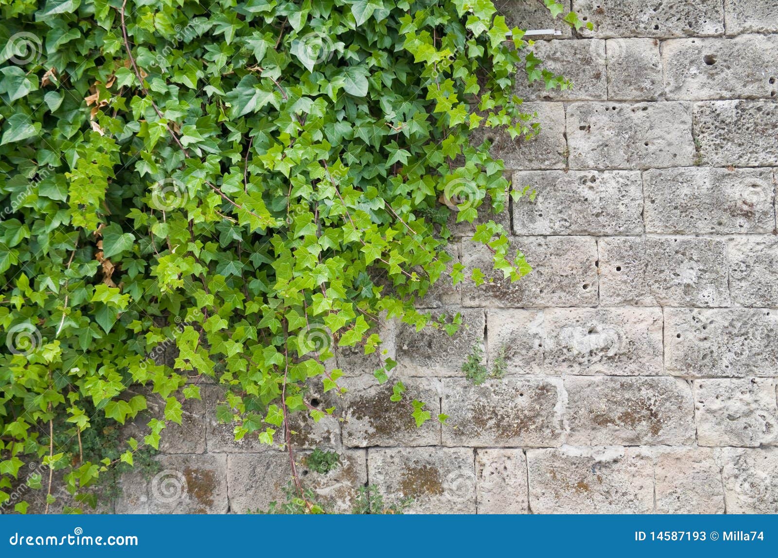 Edera rampicante. immagine stock. Immagine di decorazione - 14587193