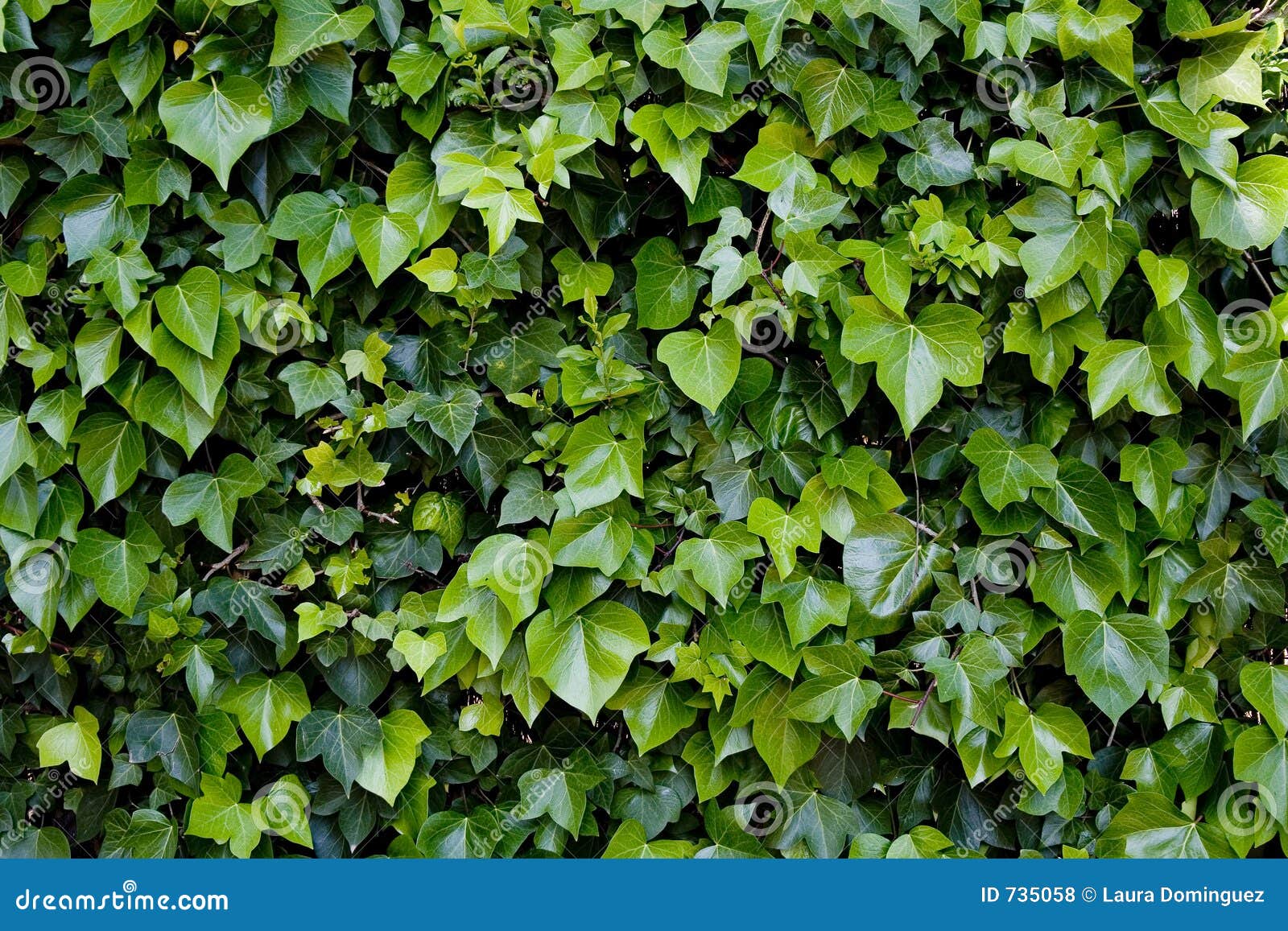 Edera rampicante fotografia stock. Immagine di ascensione - 735058