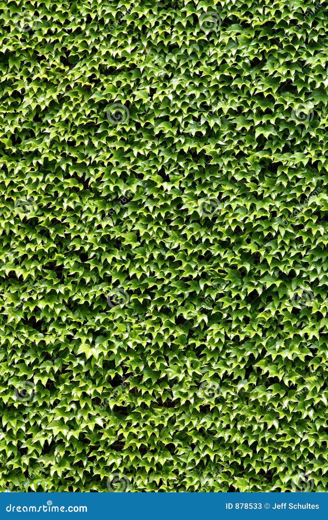 Edera rampicante immagine stock. Immagine di verde, piante - 878533