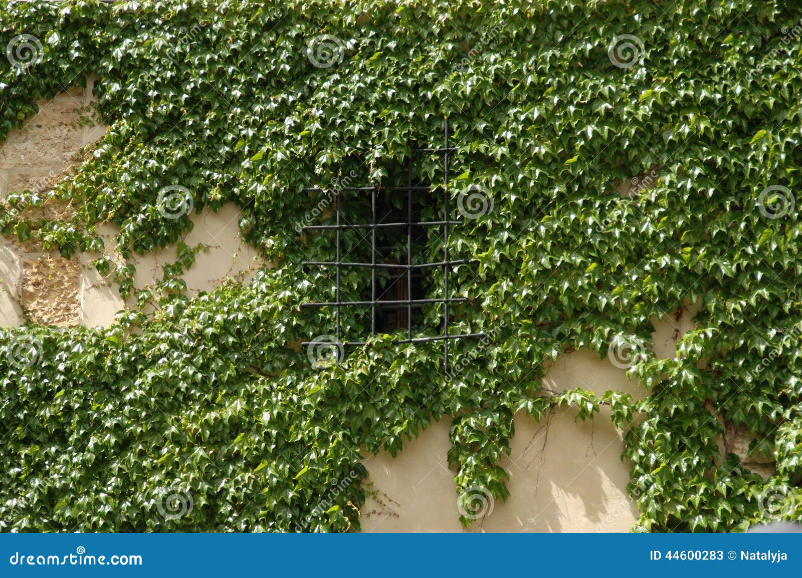 Edera Rampicante Sulla Parete Immagine Stock - Immagine di giardino ...