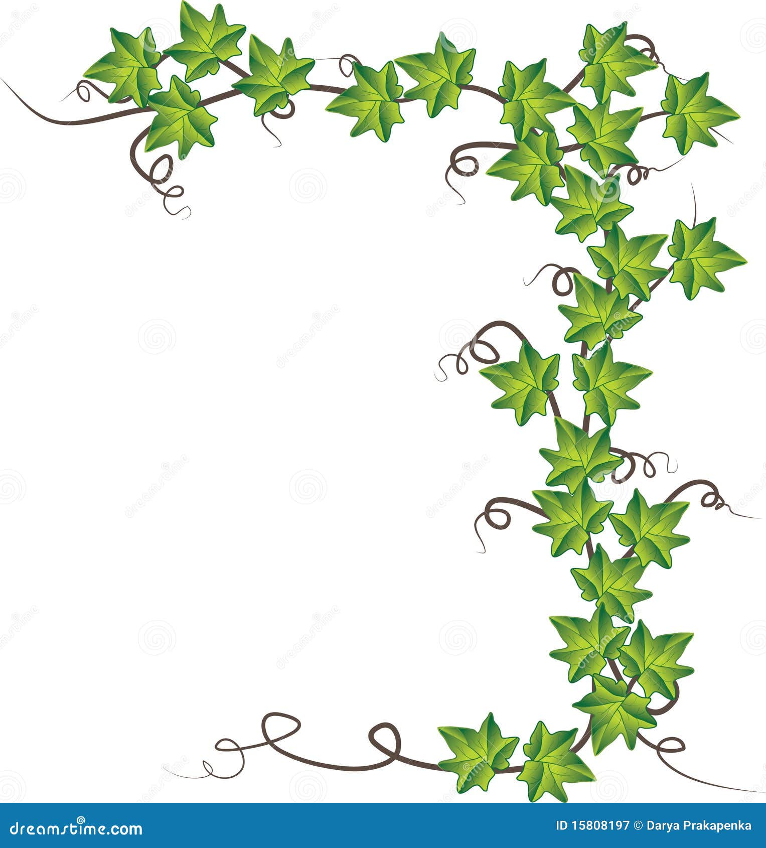 Edera Verde. Illustrazione Di Vettore Illustrazione Vettoriale ...