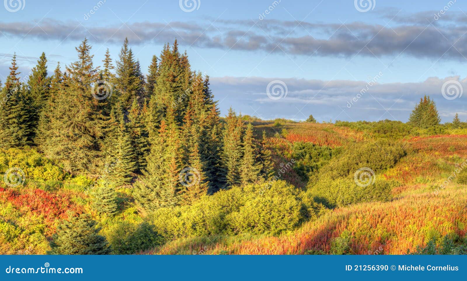 Edge of an Alaskan Spruce Forest in Evening Stock Photo - Image of ...
