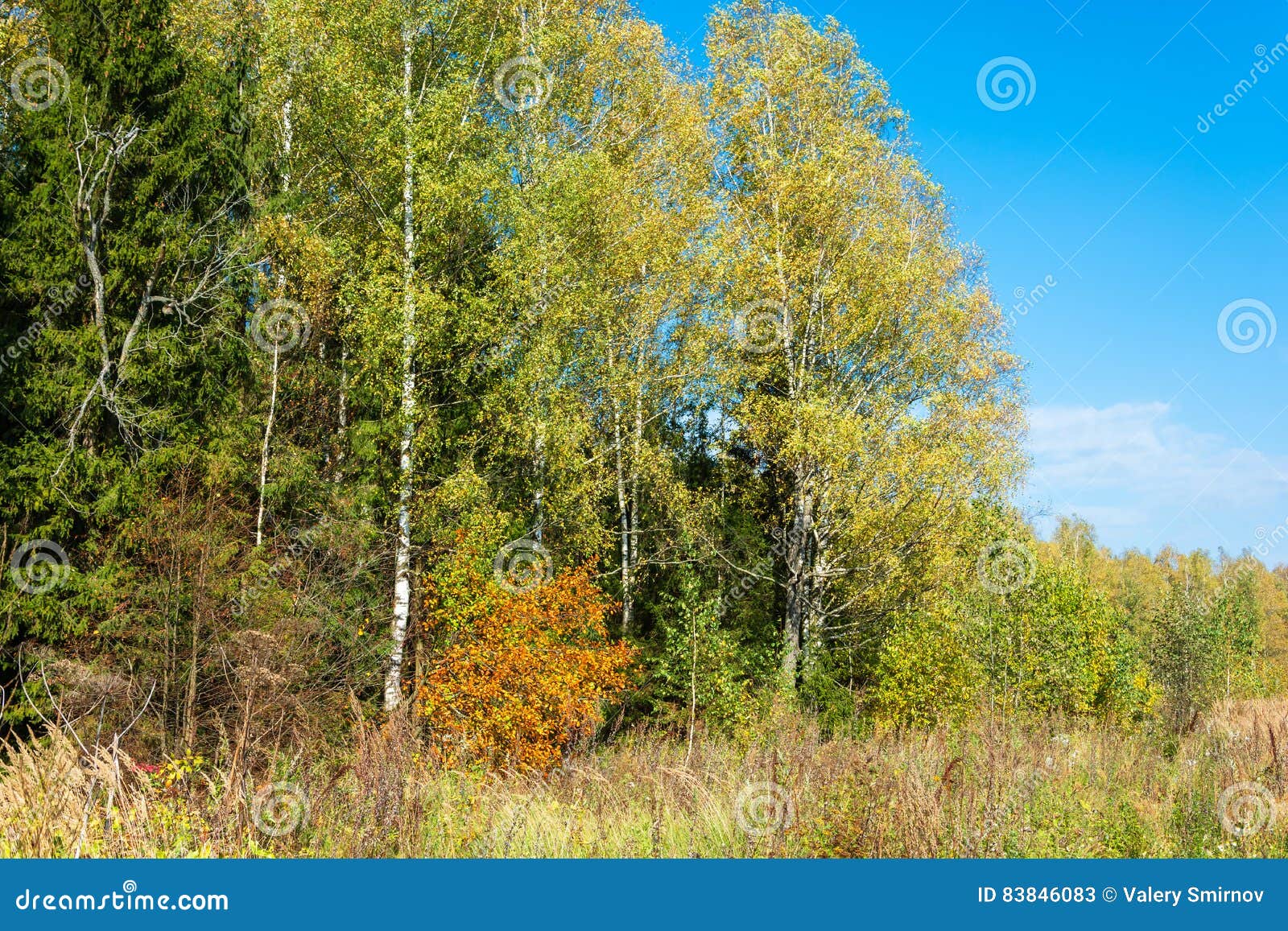 On the Edge of the Autumn Forest. Stock Image - Image of autumn, bright ...