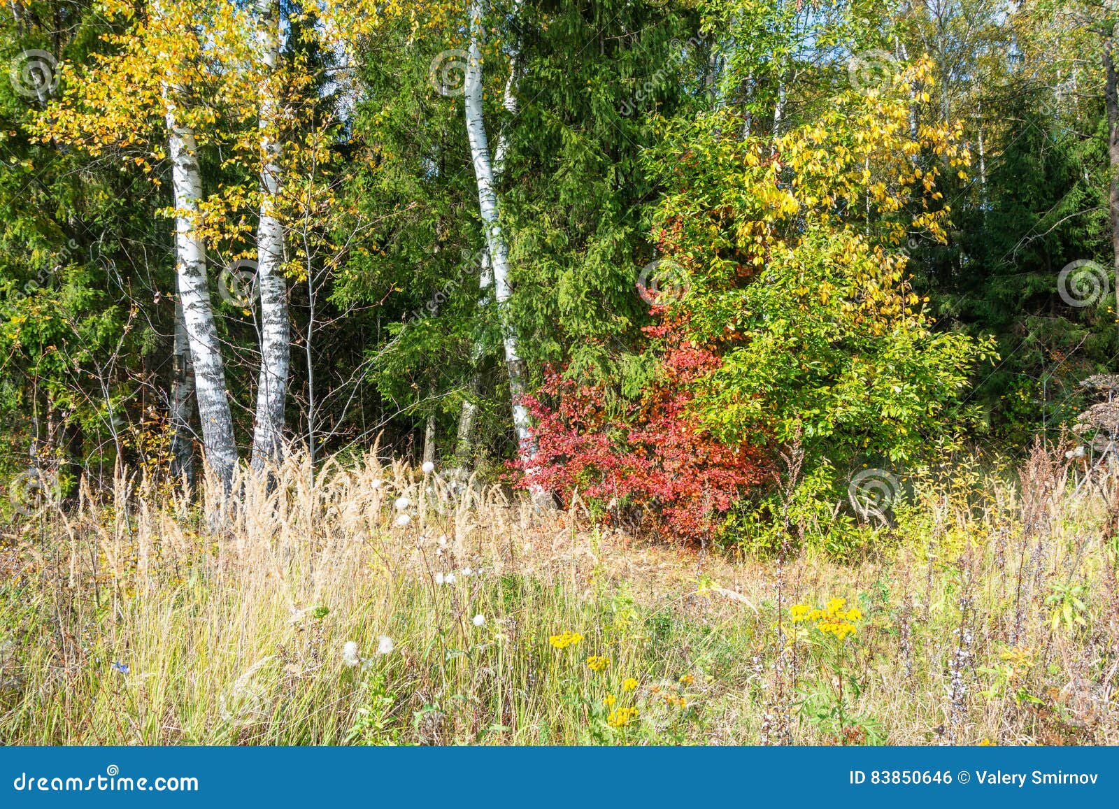 On the Edge of the Autumn Forest. Stock Photo - Image of fall ...
