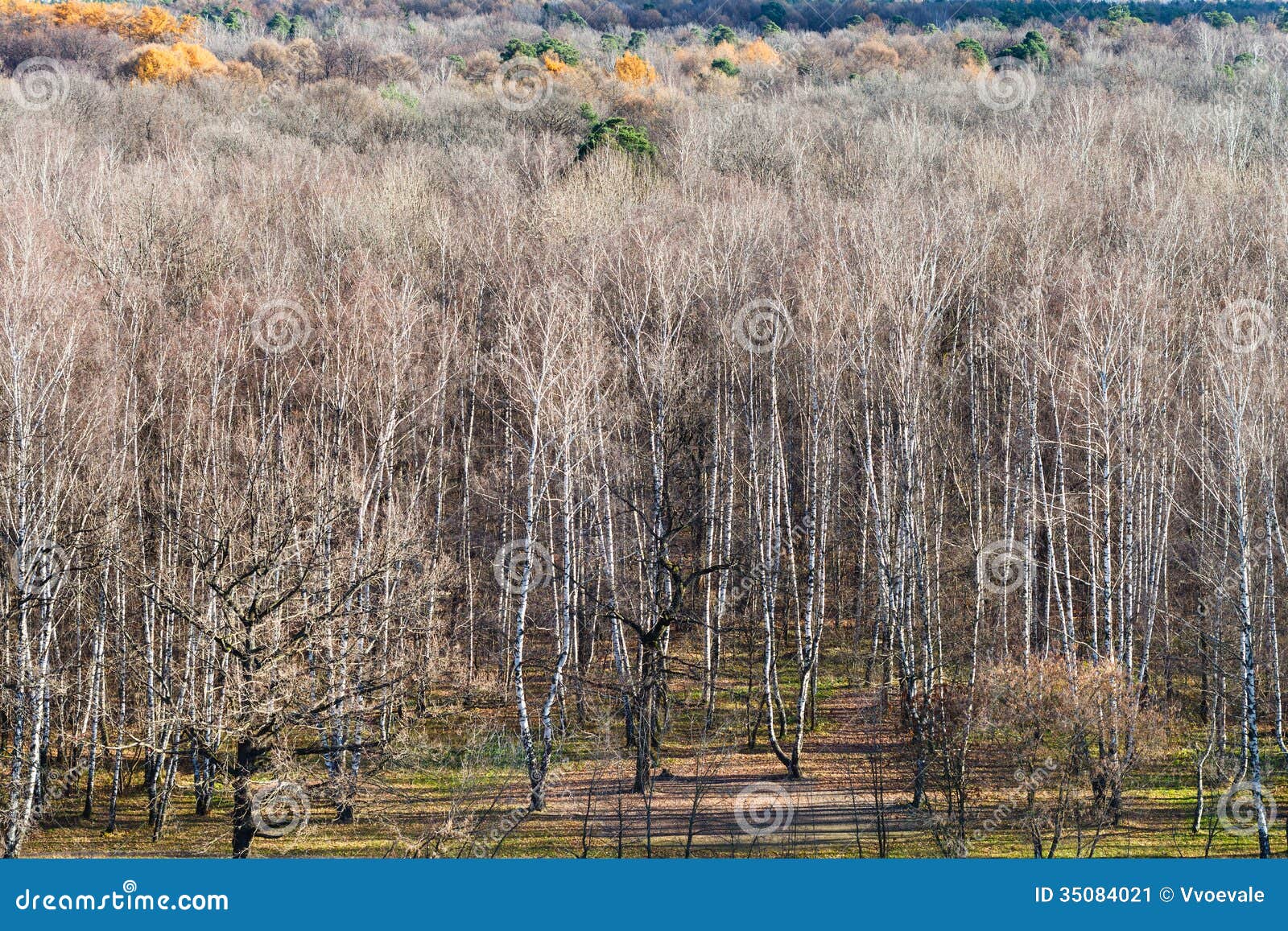 Edge of Autumn Forest Wtih Bare Trees Stock Image - Image of park ...
