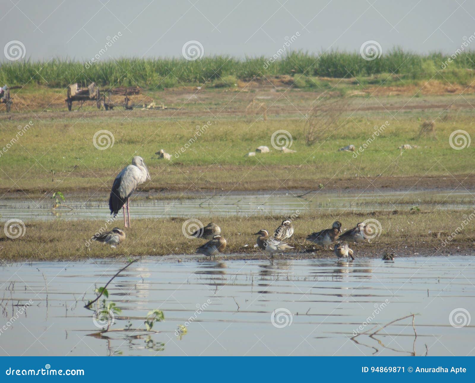 The Edge of birds stock image. Image of backwaters, plurals - 94869871