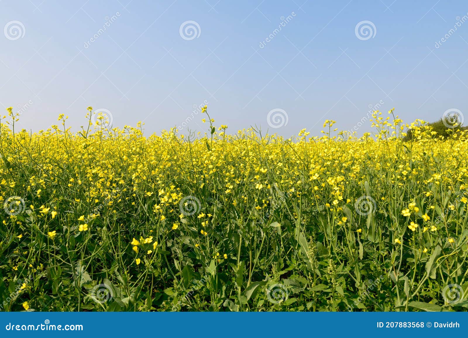 Edge of a Canola Field in Alberta, Canada Stock Photo - Image of ...