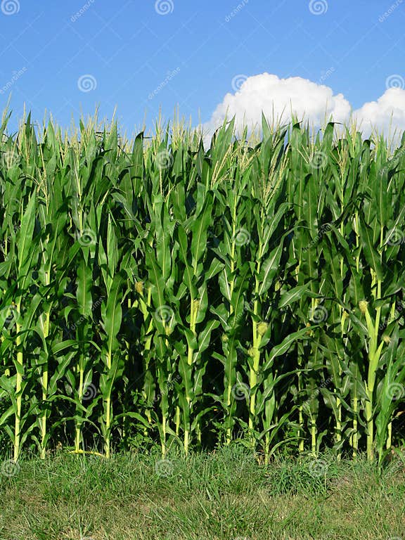Edge of corn field stock photo. Image of corn, young, green - 184492