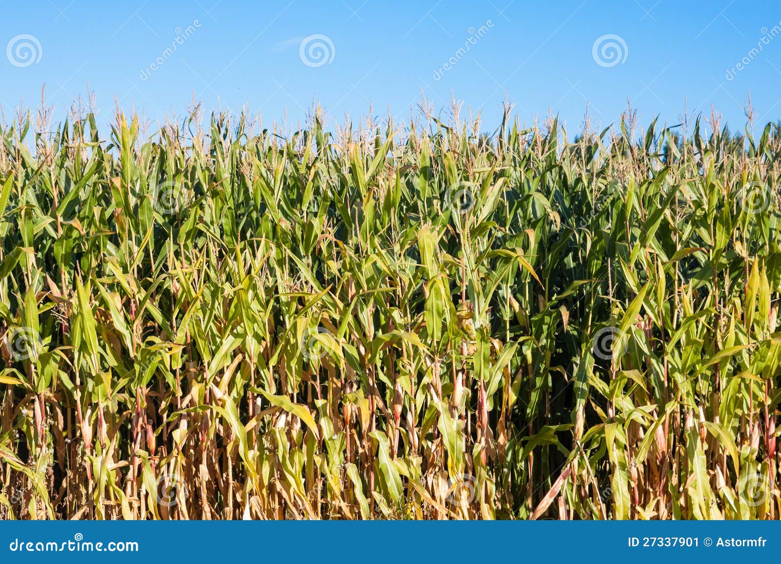 Edge of corn field stock image. Image of countryside - 27337901