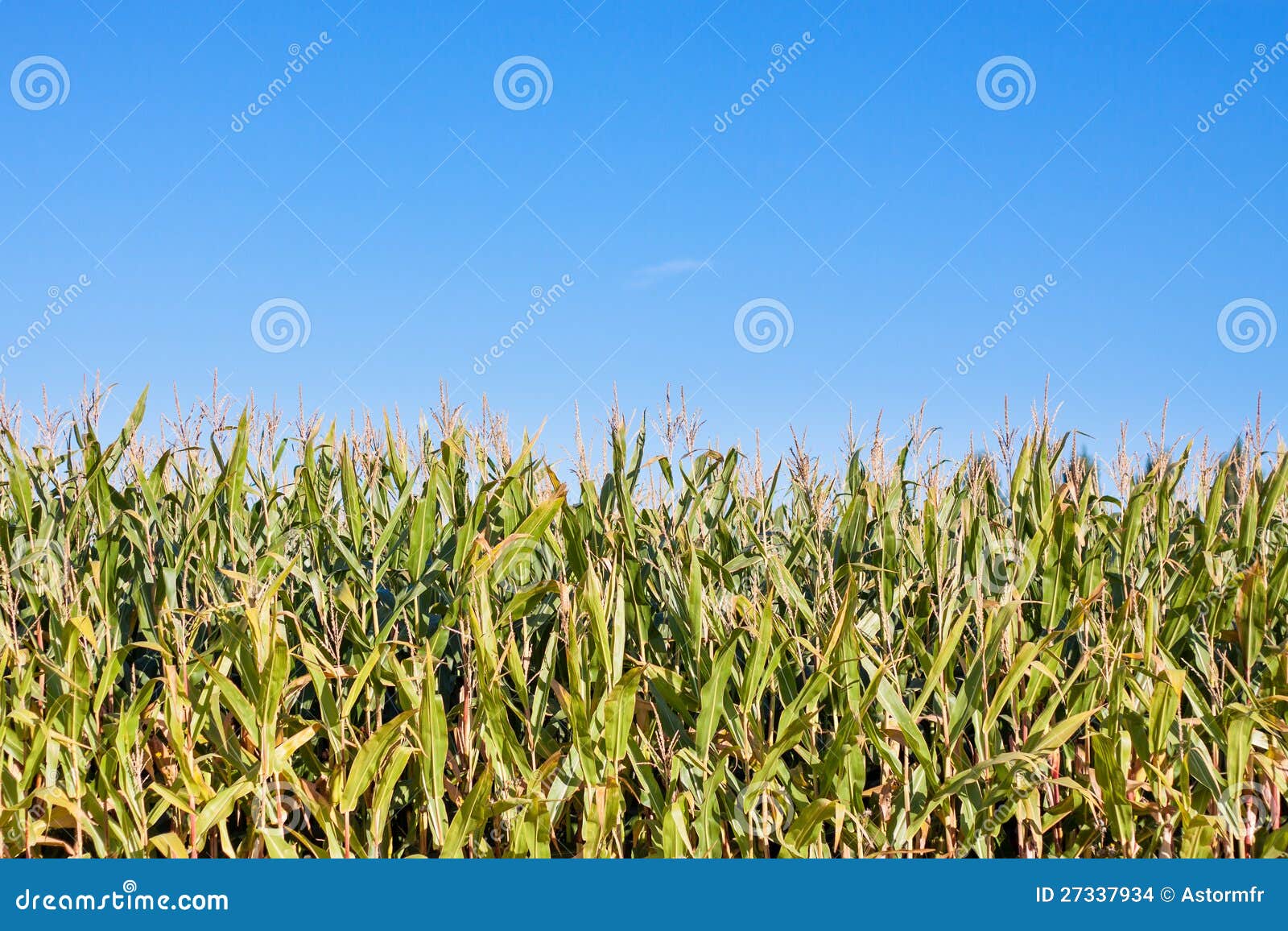Edge of corn field stock photo. Image of grow, blue, agriculture - 27337934