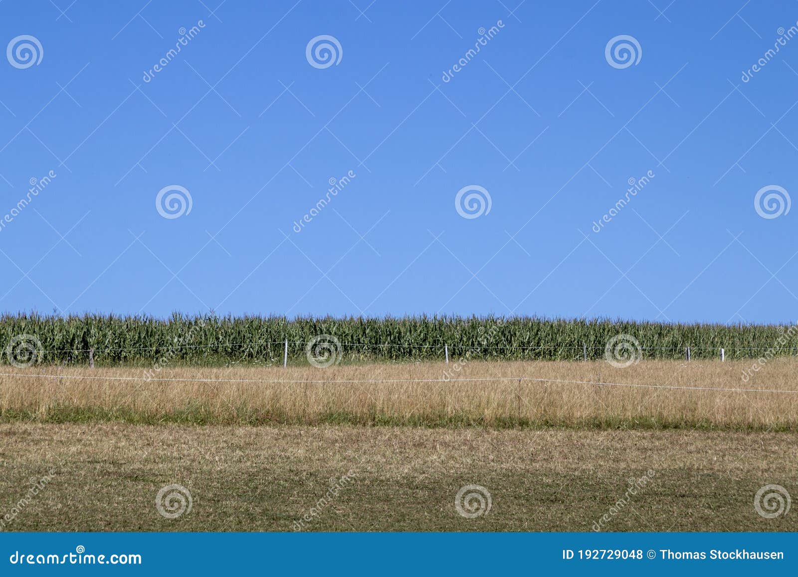 Edge of a Corn Field Behind a Meadow Under the Blue Sky Stock Photo ...